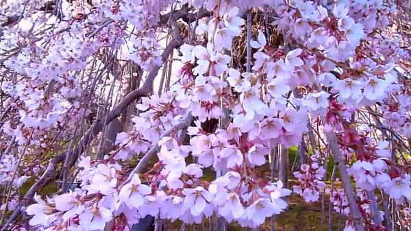 三春滝桜（福島県三春町）（例年の見頃は4月中旬～4月下旬）: 心残景色